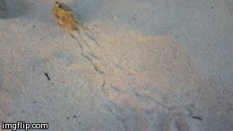 Animals shhh GIF - Find on GIFER