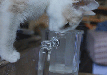 Gatitos gatita gata GIF - Encontrar en GIFER