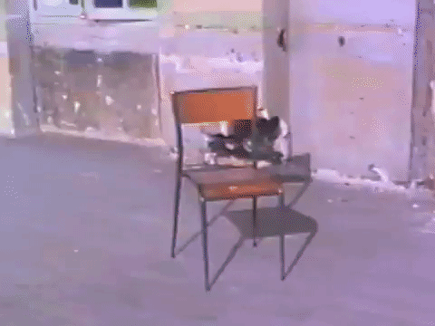 Static GIF - Find on GIFER