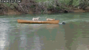 Dog team GIF - Find on GIFER