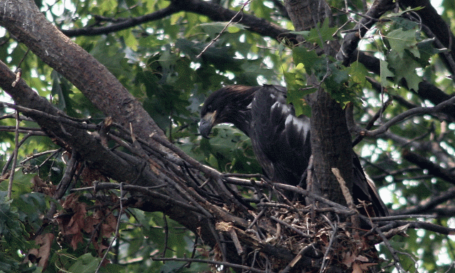 Highlander GIF - Find on GIFER