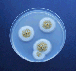 Dish GIF - Find on GIFER