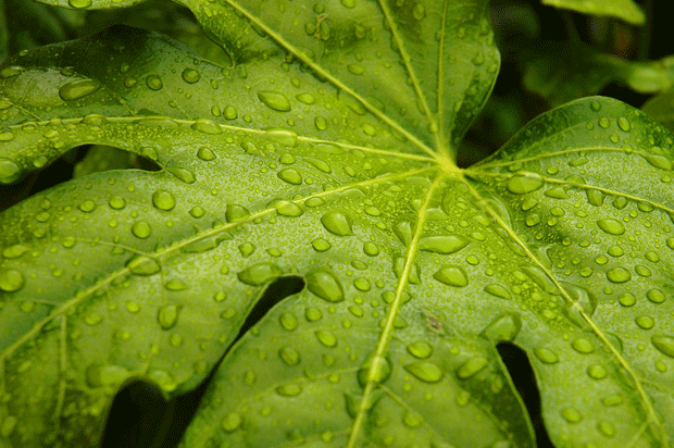 Leaves GIF - Find on GIFER