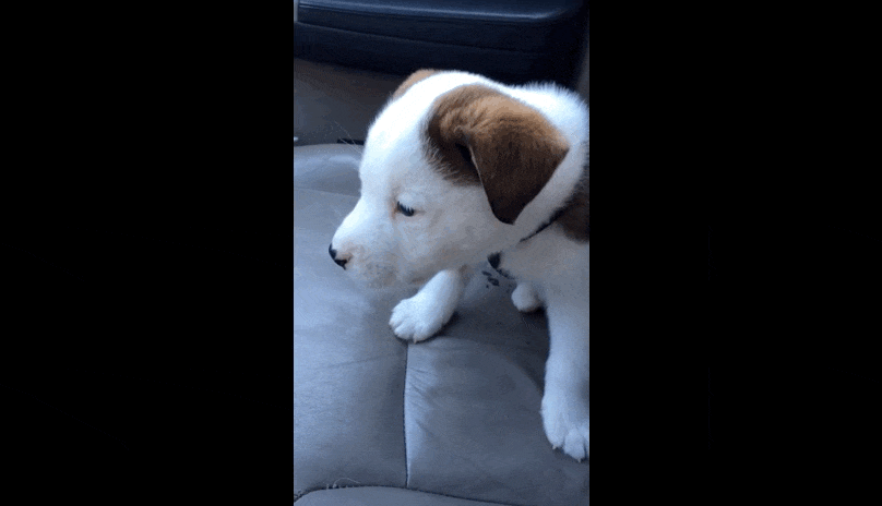 Eyebrows GIF - Find on GIFER