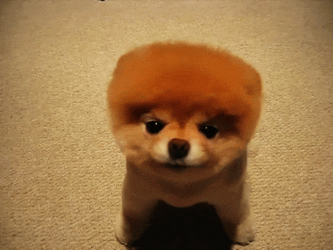 Gif De Perro Impresionante Gifs De Perros Pitbull | Mundo Perro