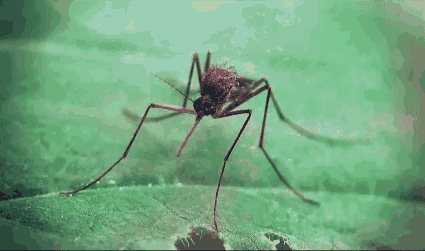 Mosquito GIF - Find on GIFER