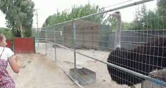 Ostrich GIF - Find on GIFER