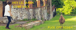 Ostrich GIF - Find on GIFER