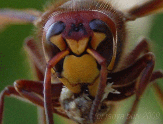 GIF chew - animated GIF on GIFER