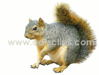 Squirrel GIF - Find on GIFER