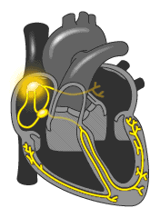 GIF heart educational human - animated GIF on GIFER