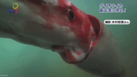 Squid GIF - Find on GIFER