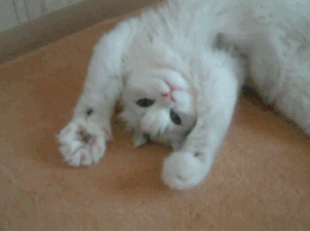 GIF look paws - animated GIF on GIFER