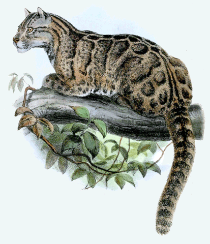 GIF leopard - animated GIF on GIFER