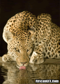 Leopard Gif Tumblr