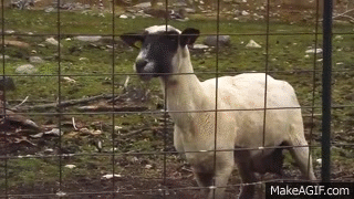 Sheep GIF - Find on GIFER