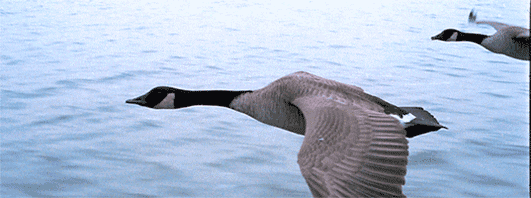 Lenticular GIF - Find on GIFER