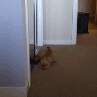 GIF dog puppy playing - animated GIF on GIFER