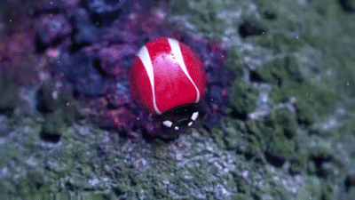 GIF advertising - animated GIF on GIFER