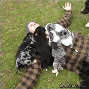 Dogs too many GIF - Find on GIFER