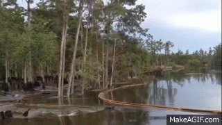Swamp GIF - Find on GIFER