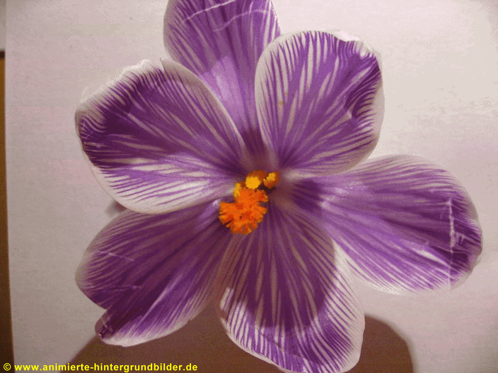 Flower GIF - Find on GIFER