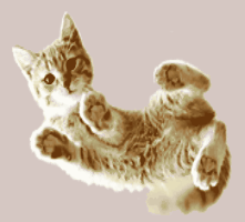 Rotation cat kitten GIF - Find on GIFER