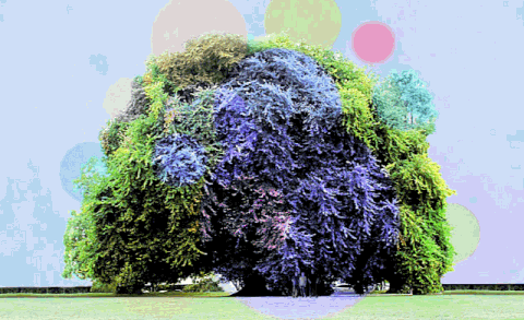 GIF stream - animated GIF on GIFER