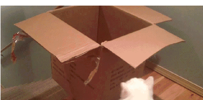Cat escalator GIF - Find on GIFER