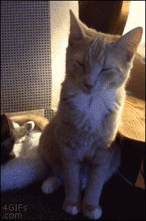 Cat nap GIF - Find on GIFER