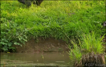 Full episodes GIF - Find on GIFER