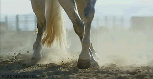 Horse animals equestrian GIF - Find on GIFER