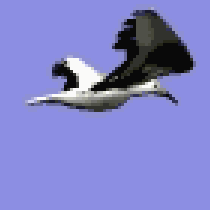 Seagull GIF - Find on GIFER