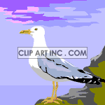 Seagull GIF - Find on GIFER
