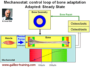 Bone GIF - Encontrar em GIFER