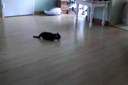 Cat crack GIF - Find on GIFER