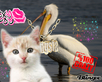 Pelican GIF - Find on GIFER