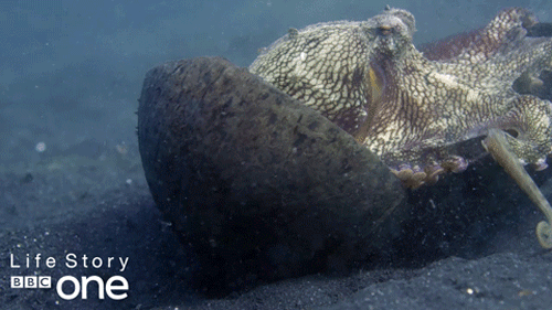 Shell GIF - Find on GIFER