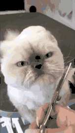 Scissors GIF - Find on GIFER