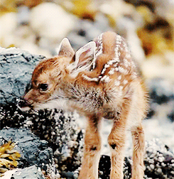 Deer GIF - Find on GIFER