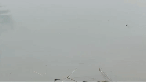 GIF white - animated GIF on GIFER