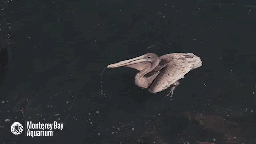 GIF feeding pelican monterey bay aquarium - animated GIF on GIFER