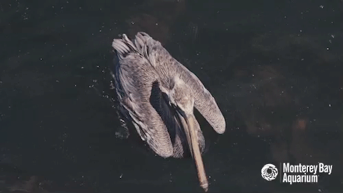 Pelican feeding monterey bay aquarium GIF - Find on GIFER