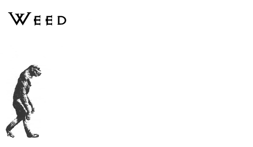 GIF evolution - animated GIF on GIFER