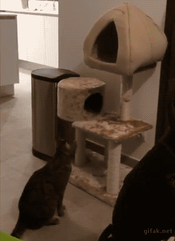 House cat GIF - Find on GIFER