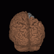 Brain GIF - Find on GIFER