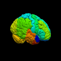 Brain GIF - Find on GIFER