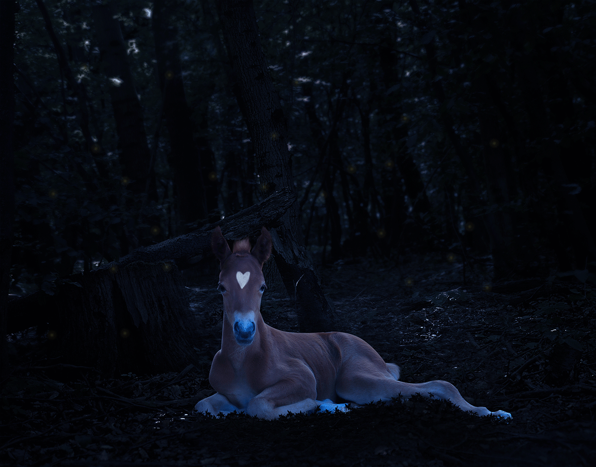 Fireflies GIF - Find on GIFER