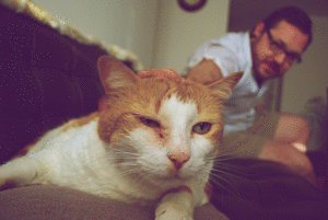 Cat jexi GIF - Find on GIFER
