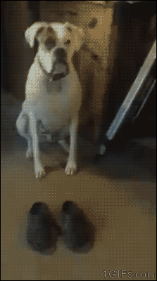 GIF boxer - animated GIF on GIFER